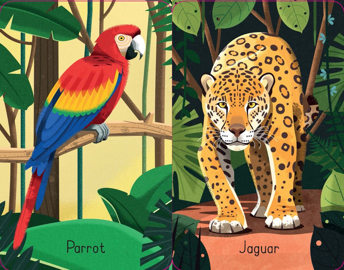 Usborne - Jungle Snap – Childplay Melbourne