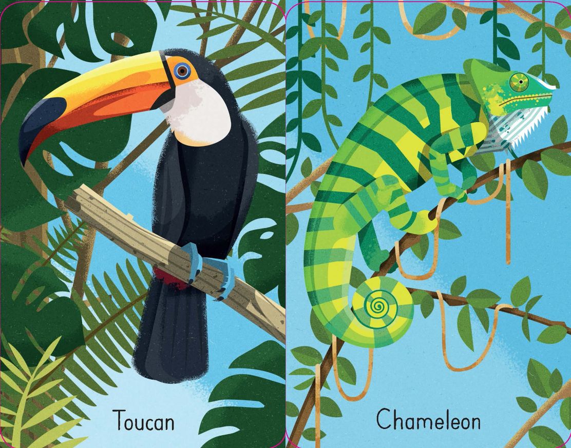 Usborne - Jungle Snap – Childplay Melbourne